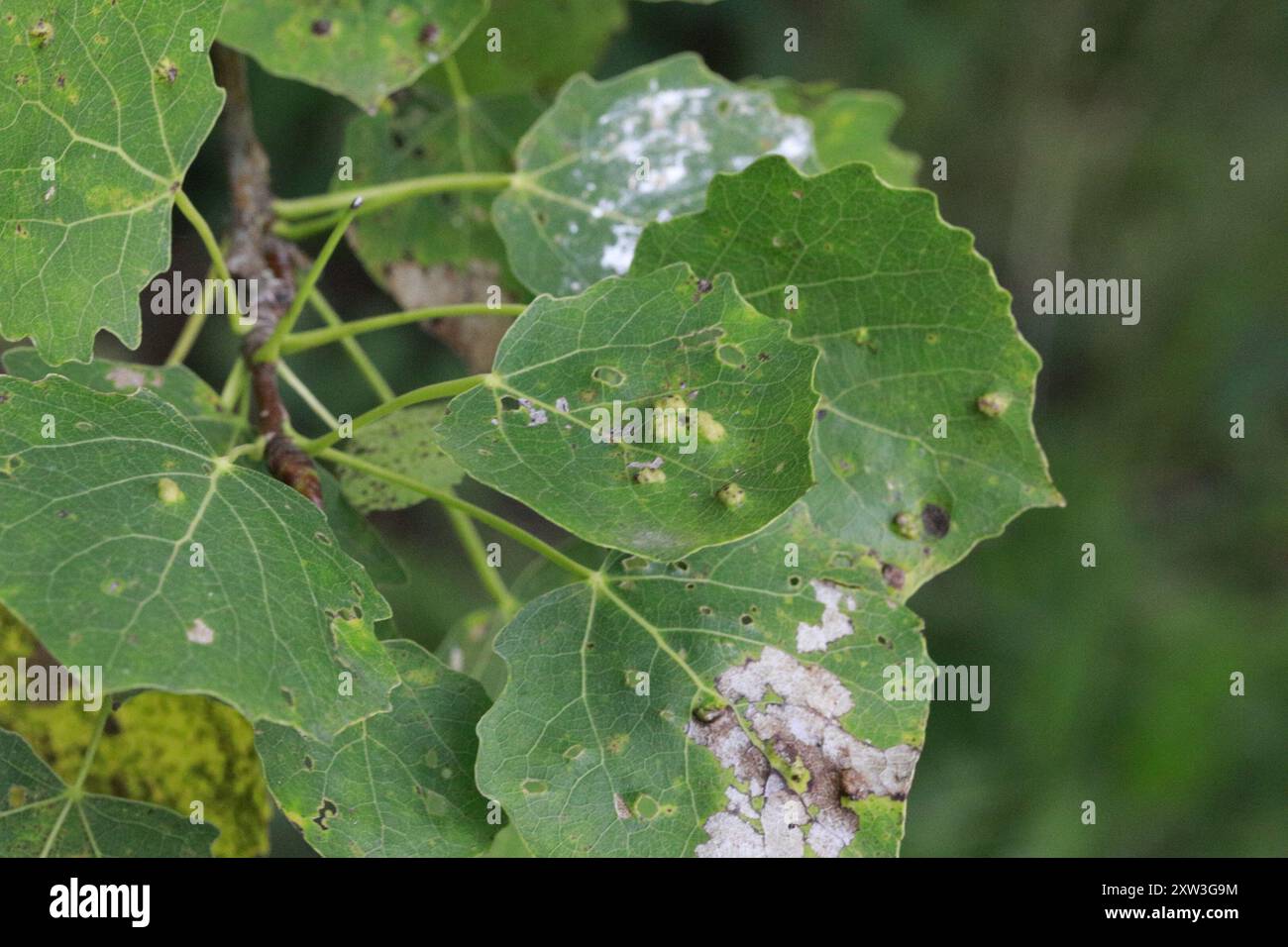 Phyllocoptes populi mite hi-res stock photography and images - Alamy
