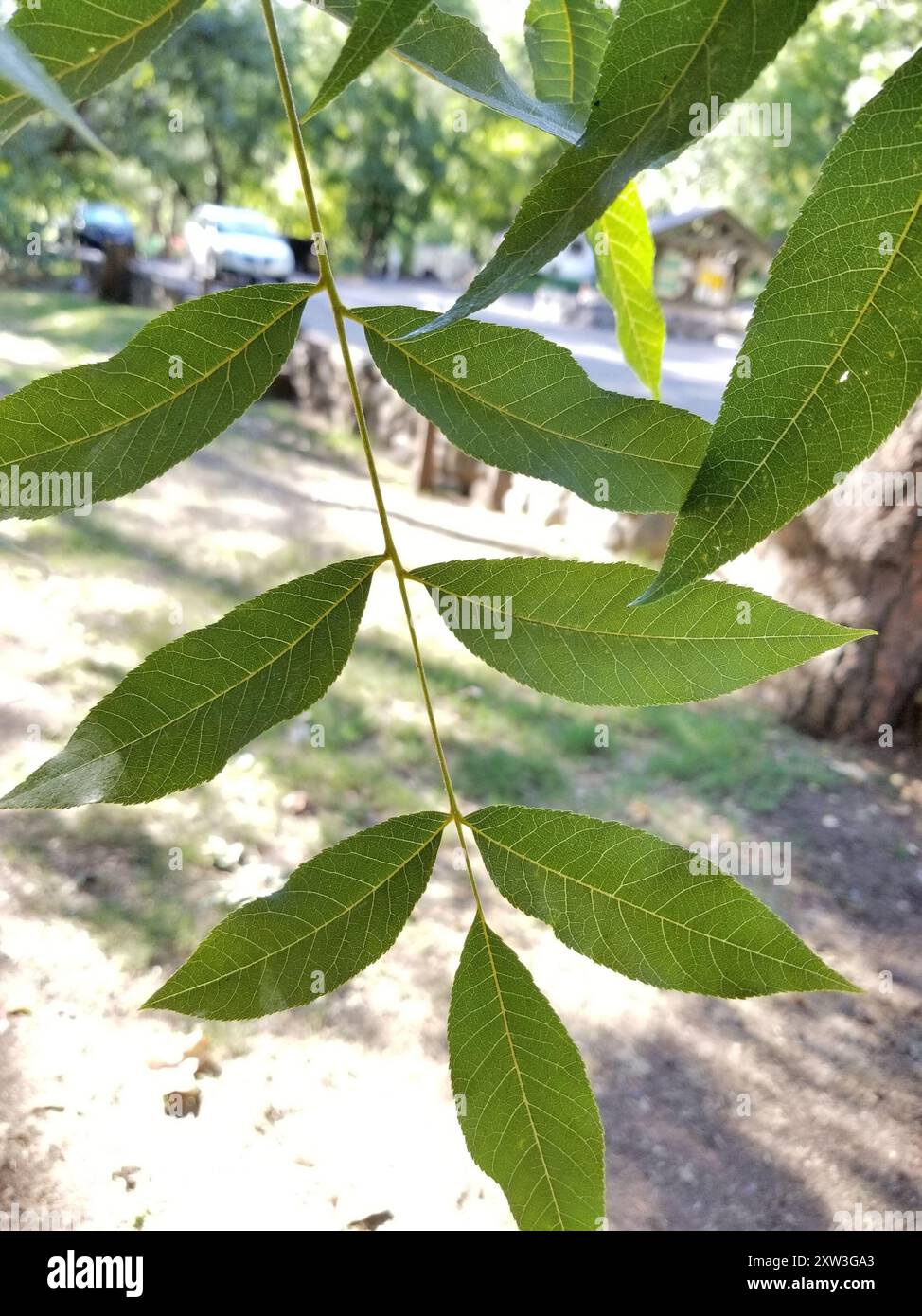 Arizona black walnut (Juglans major) Plantae Stock Photo - Alamy