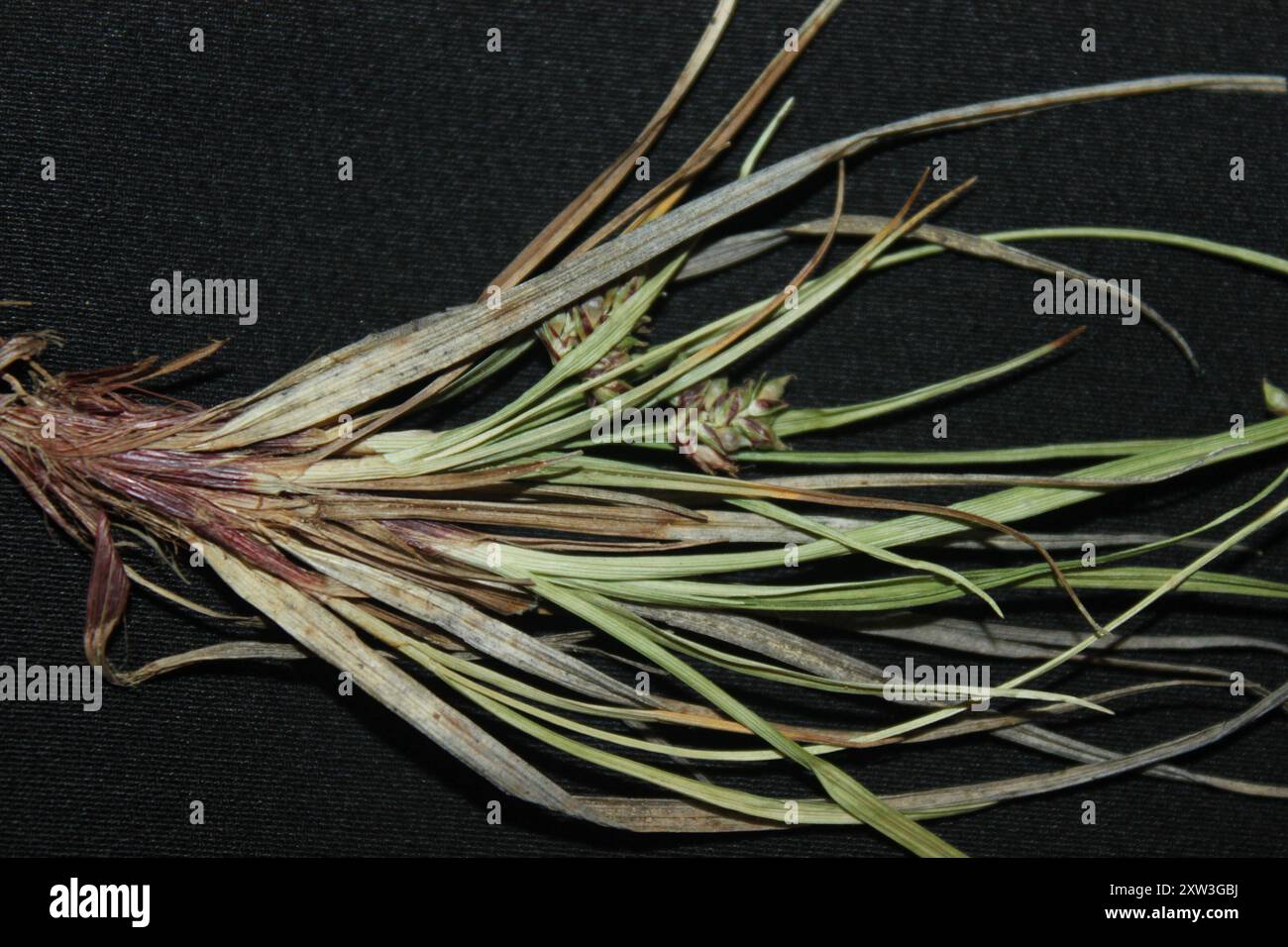 northern sedge (Carex deflexa) Plantae Stock Photo - Alamy