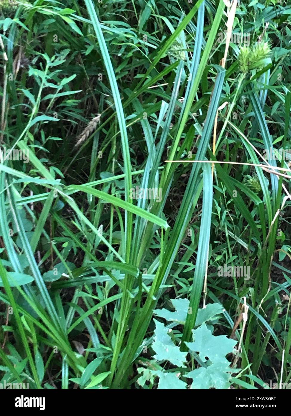 hop sedge (Carex lupulina) Plantae Stock Photo - Alamy