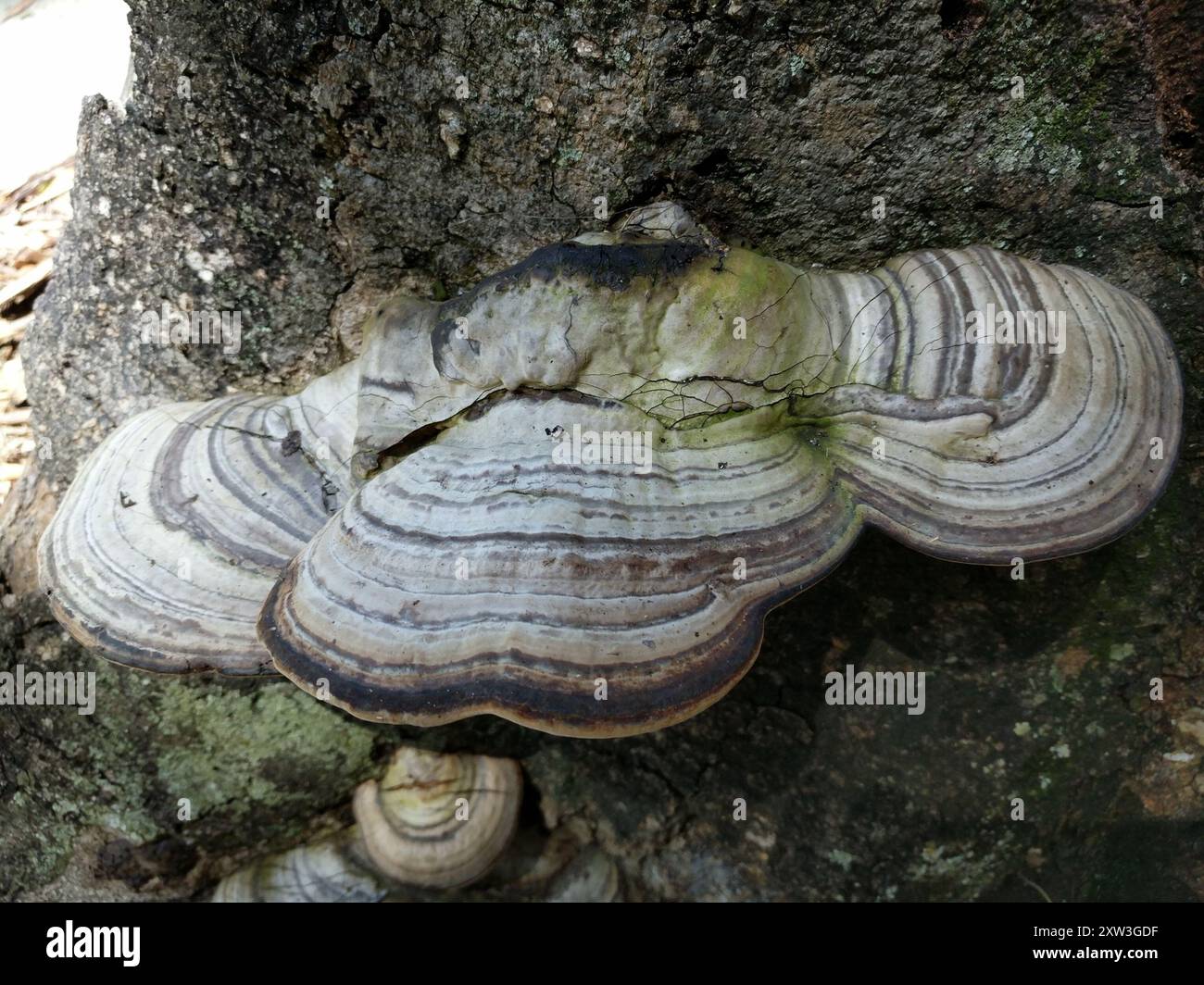 Southern Clam Shell (Fomes fasciatus) Fungi Stock Photo - Alamy