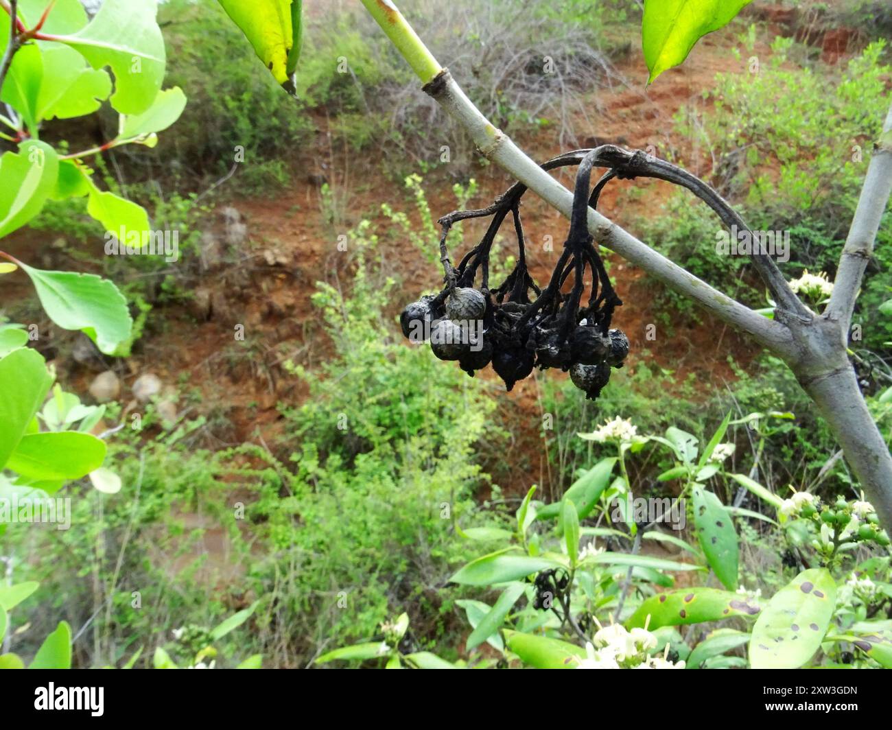 Tarenna hi-res stock photography and images - Alamy