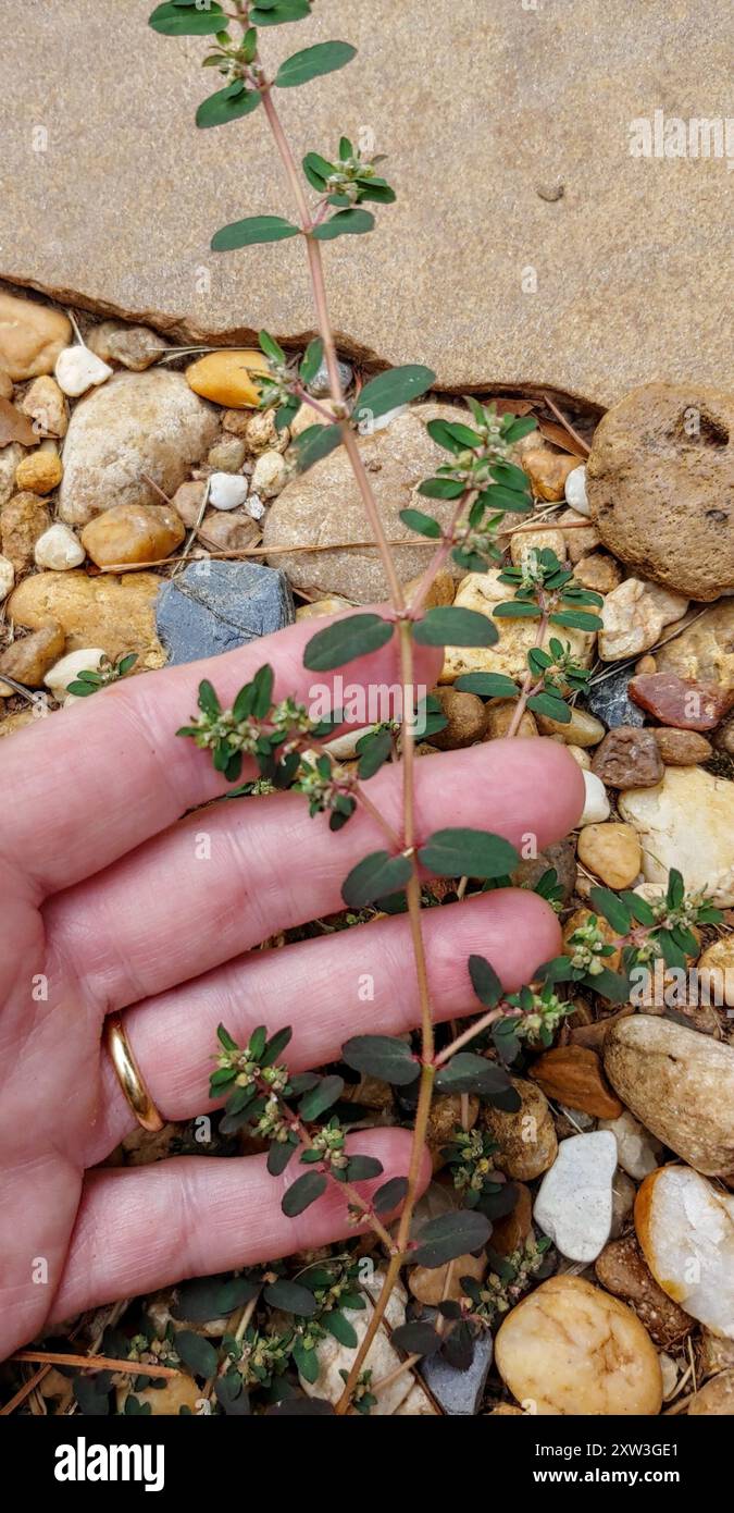 Spotted spurge (Euphorbia maculata) Plantae Stock Photo - Alamy