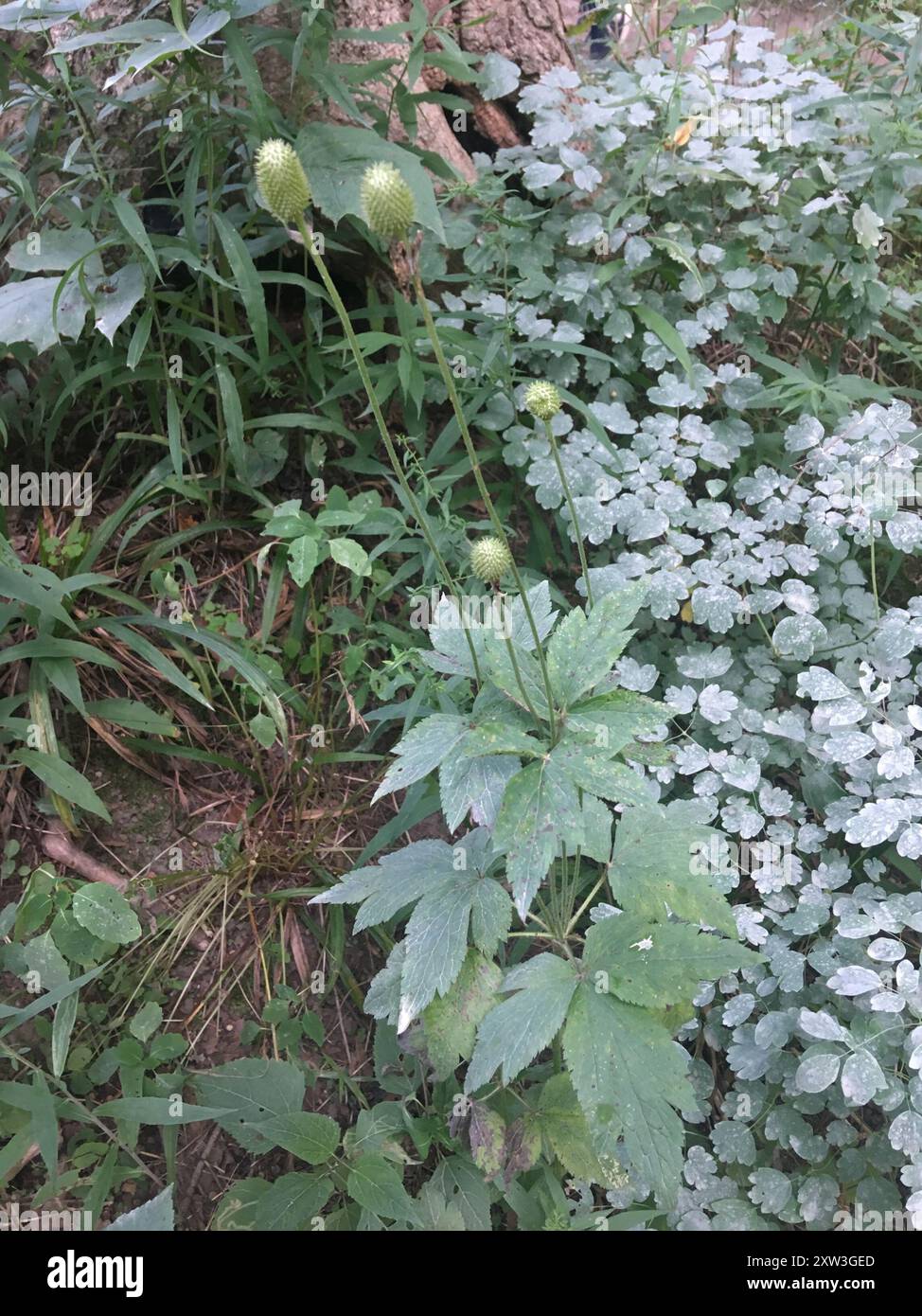 tall thimbleweed (Anemone virginiana) Plantae Stock Photo - Alamy