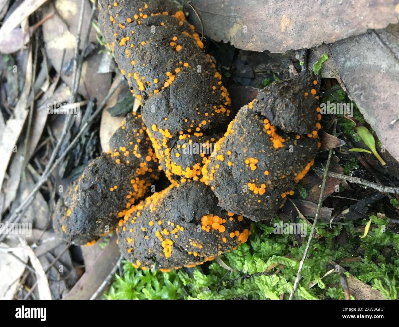 Coprinaria hi-res stock photography and images - Alamy