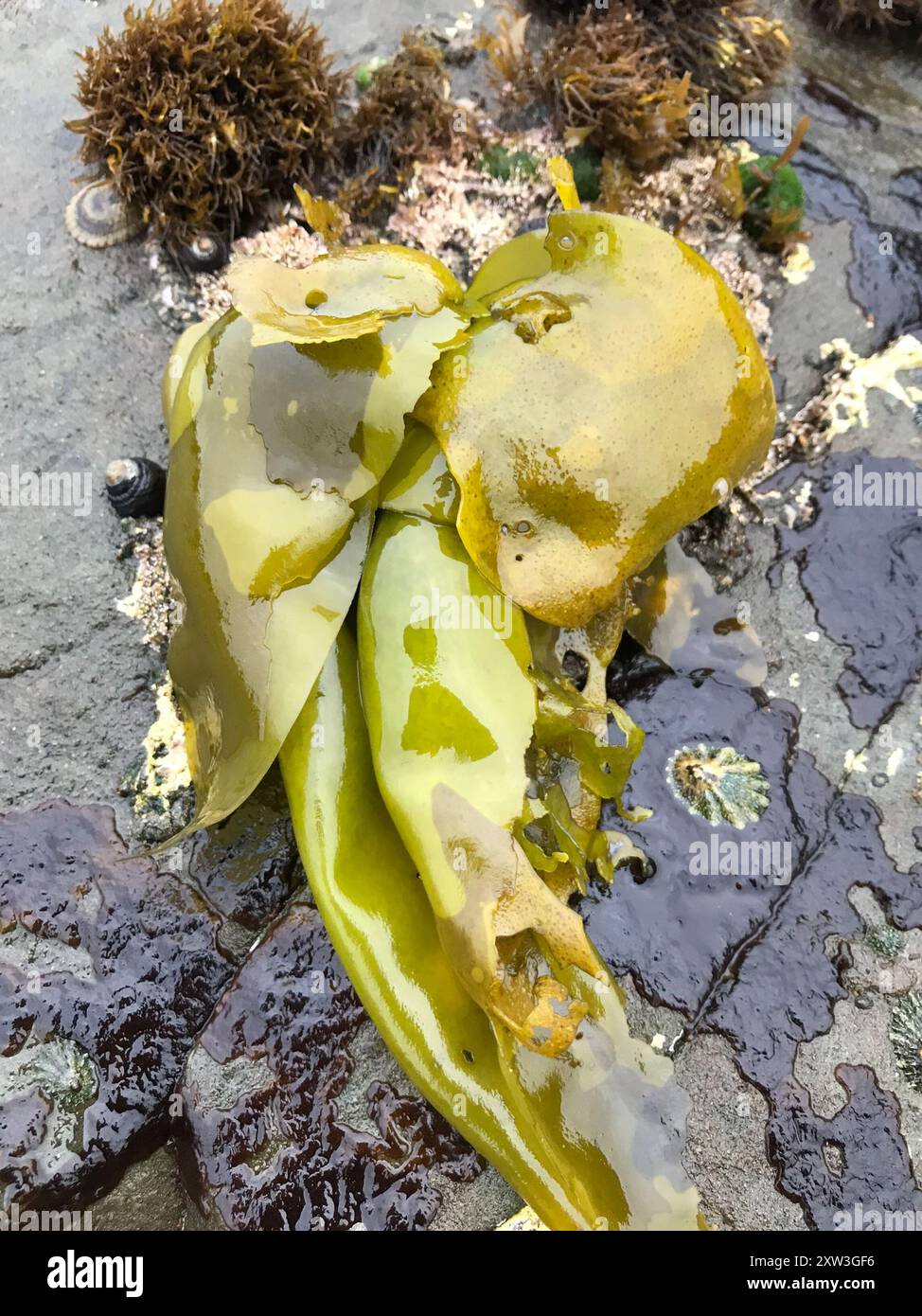 Iridescent Algae (Mazzaella) Plantae Stock Photo - Alamy