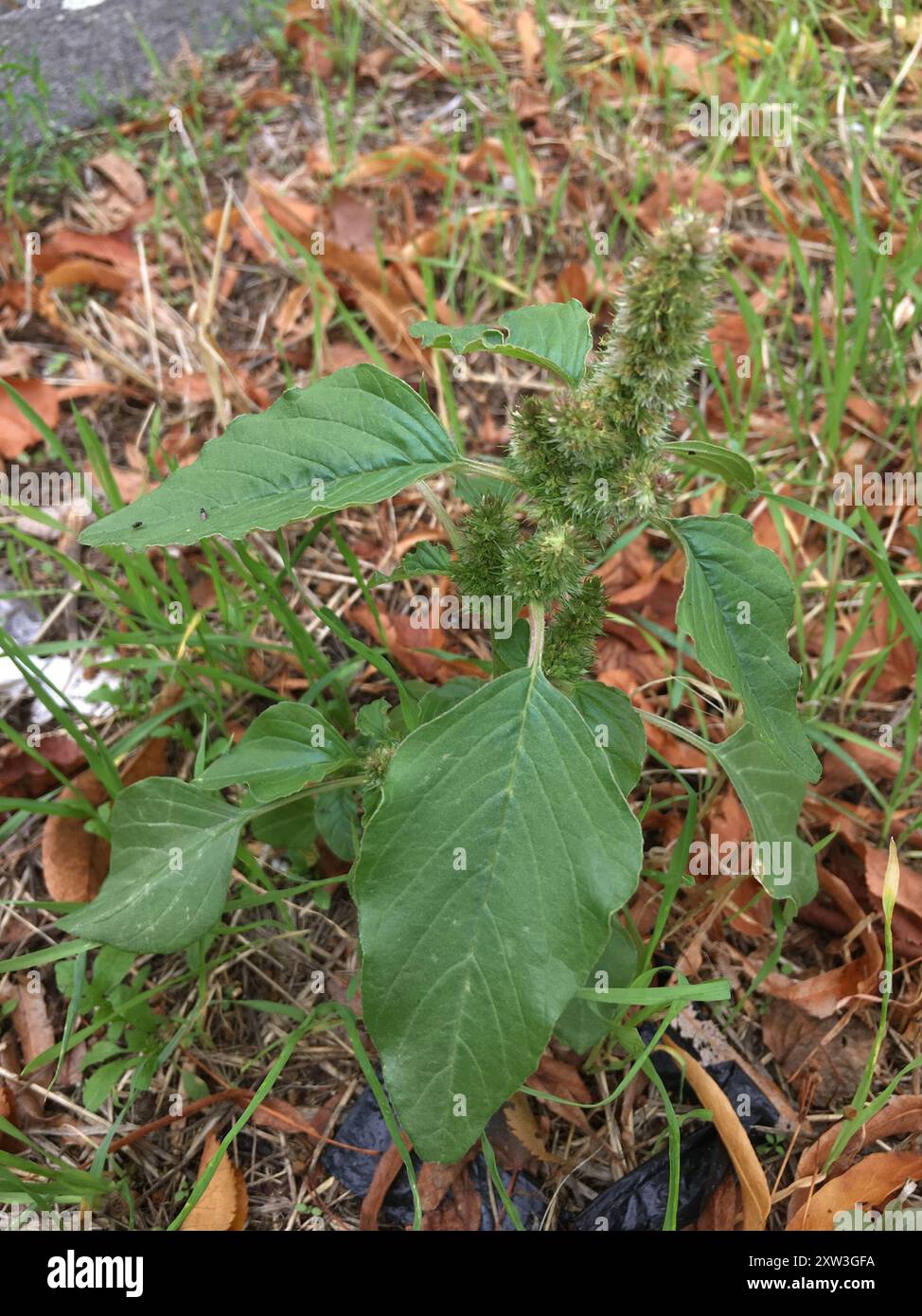 Redroot Amaranth (Amaranthus retroflexus) Plantae Stock Photo - Alamy