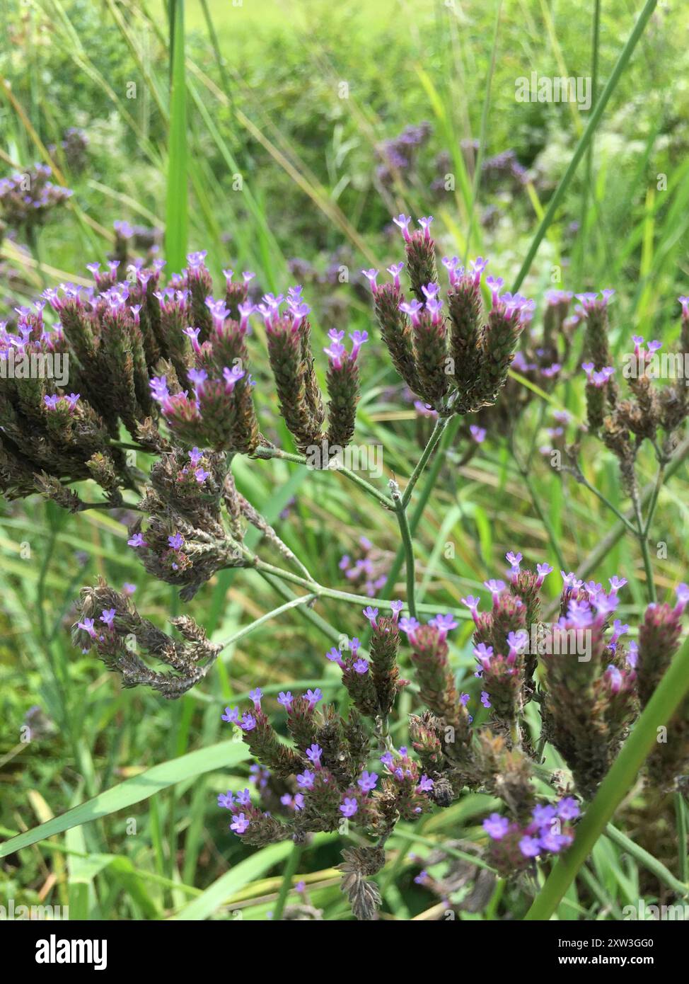 Brazilian Vervain (Verbena brasiliensis) Plantae Stock Photo - Alamy