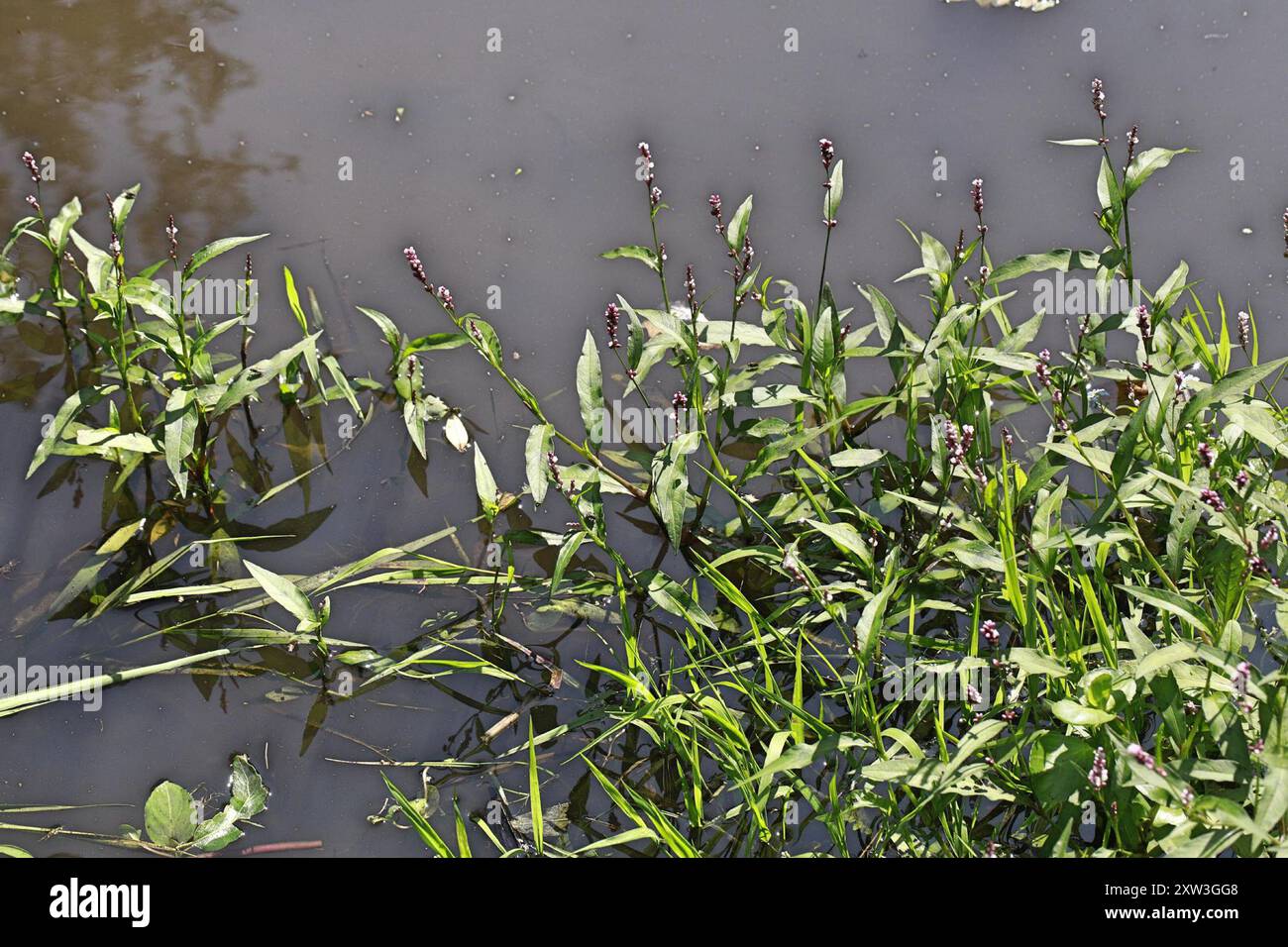 water smartweed (Persicaria amphibia) Plantae Stock Photo - Alamy