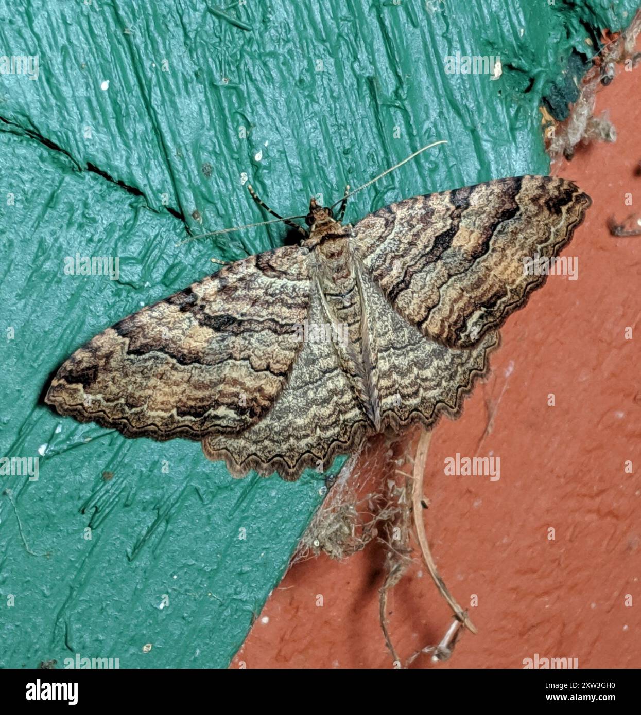 Tissue Moth (Triphosa haesitata) Insecta Stock Photo - Alamy