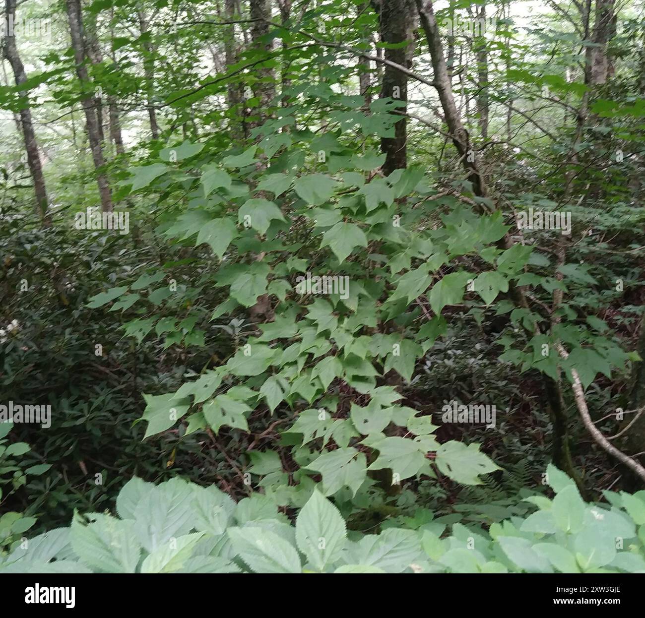 striped maple (Acer pensylvanicum) Plantae Stock Photo - Alamy