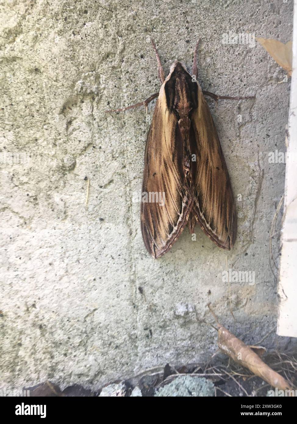 Laurel Sphinx (Sphinx kalmiae) Insecta Stock Photo - Alamy