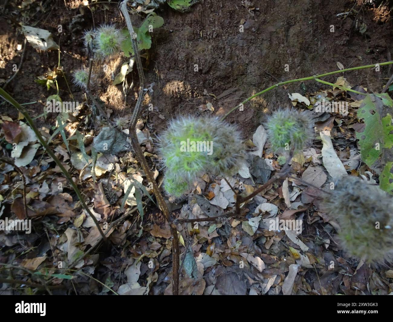 Himalayan nettle (Girardinia diversifolia) Plantae Stock Photo - Alamy