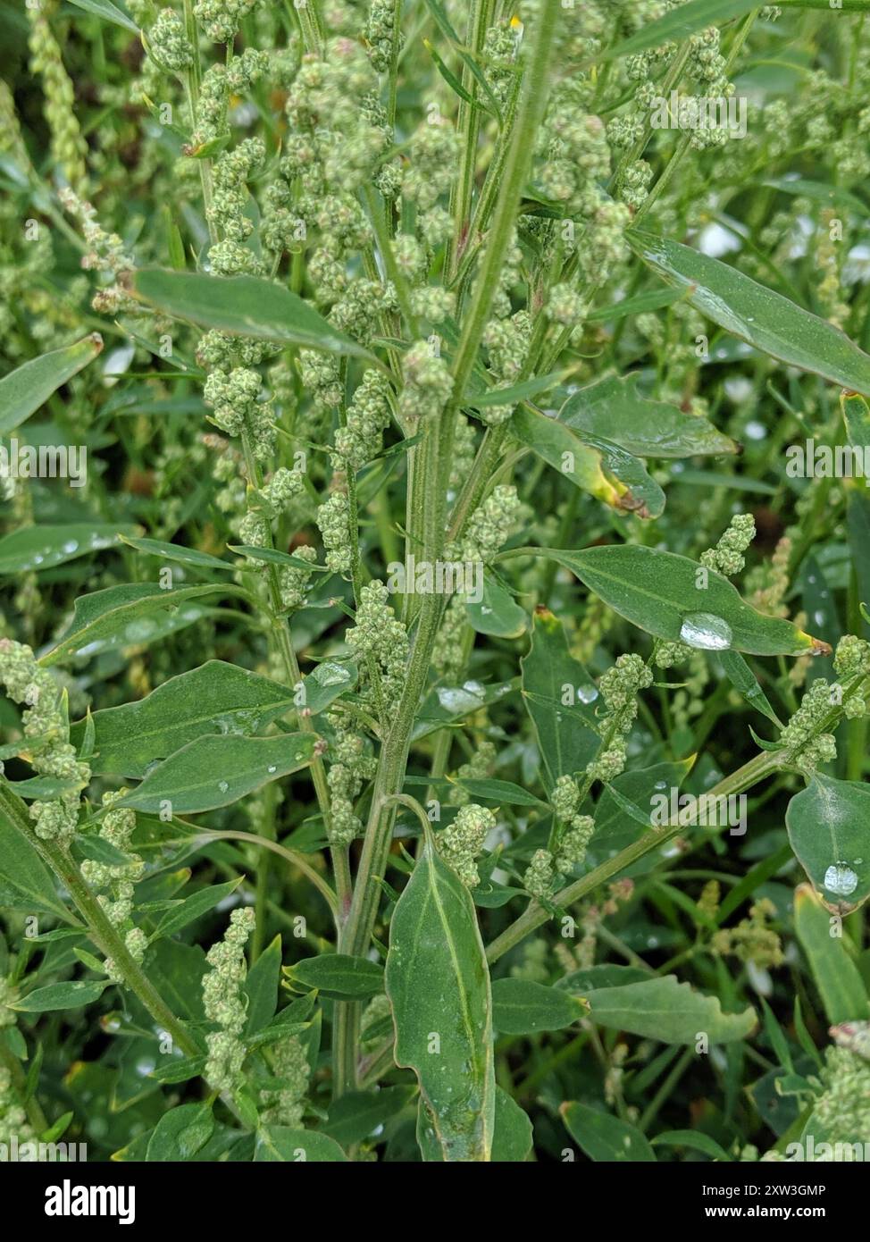 pitseed goosefoot (Chenopodium berlandieri) Plantae Stock Photo - Alamy