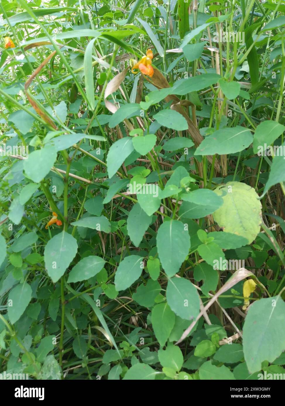 common jewelweed (Impatiens capensis) Plantae Stock Photo - Alamy