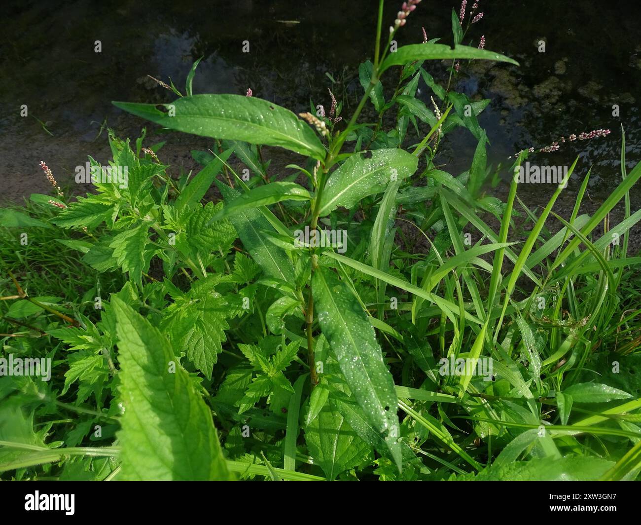 pale smartweed (Persicaria lapathifolia) Plantae Stock Photo - Alamy