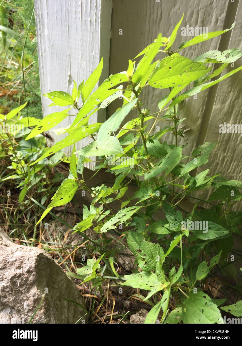 common copperleaf (Acalypha rhomboidea) Plantae Stock Photo - Alamy