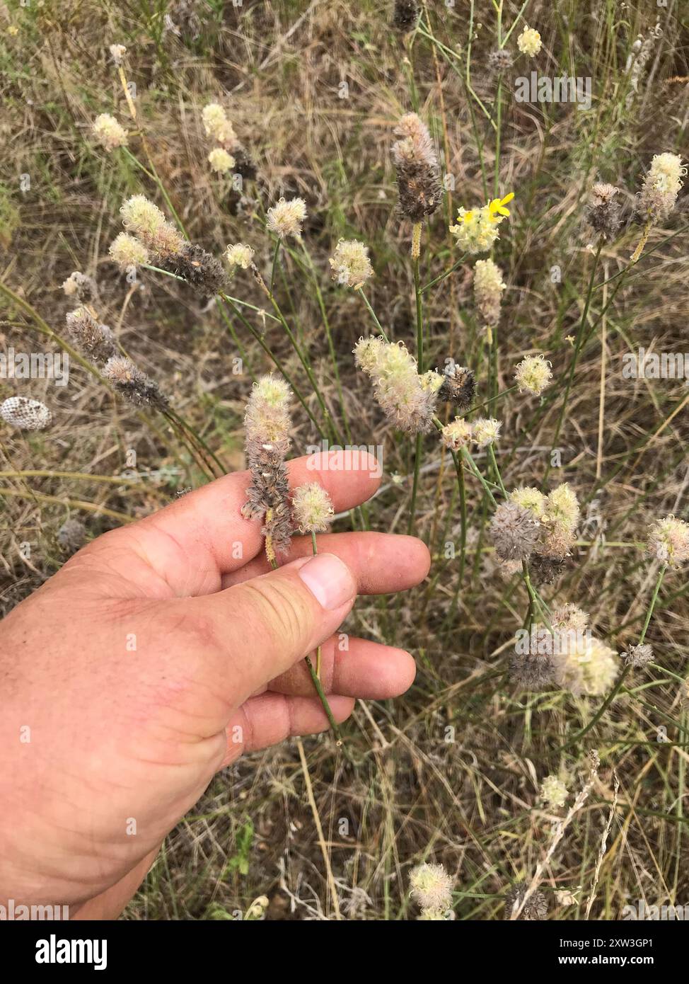 Golden Prairie Clover (Dalea aurea) Plantae Stock Photo - Alamy