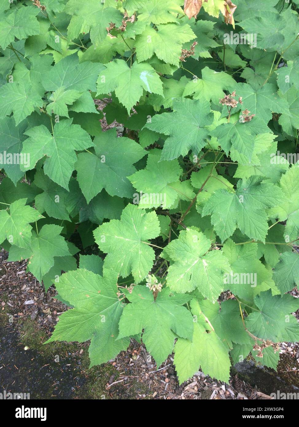 thimbleberry (Rubus parviflorus) Plantae Stock Photo - Alamy
