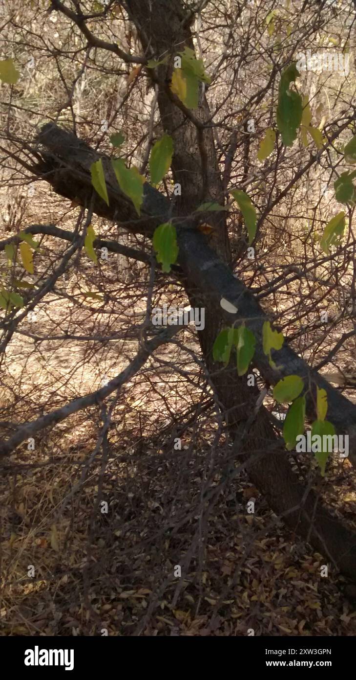 buffalo-thorn (Ziziphus mucronata) Plantae Stock Photo - Alamy