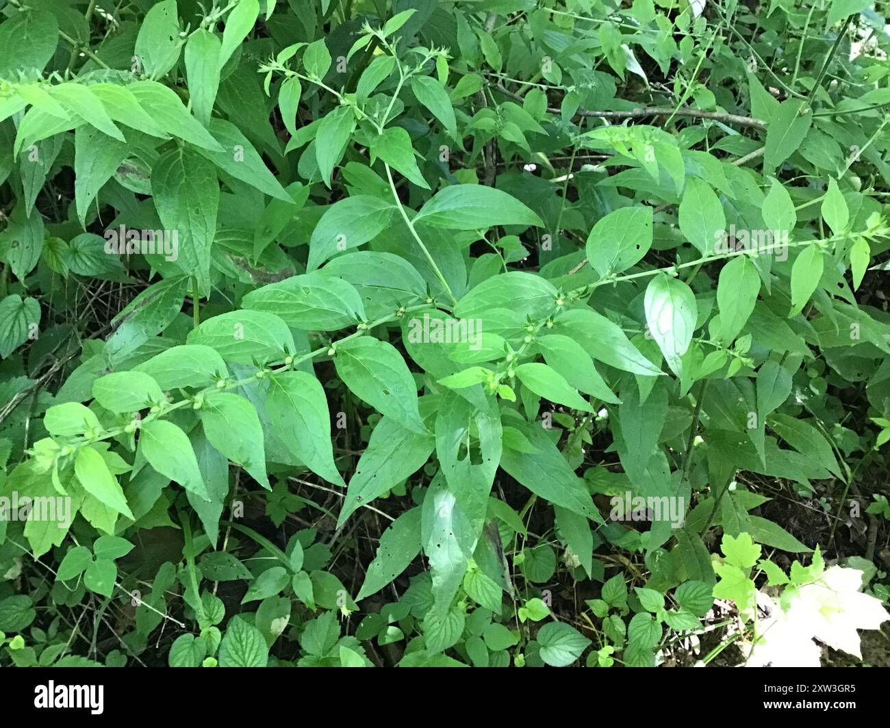 American gromwell (Lithospermum latifolium) Plantae Stock Photo - Alamy