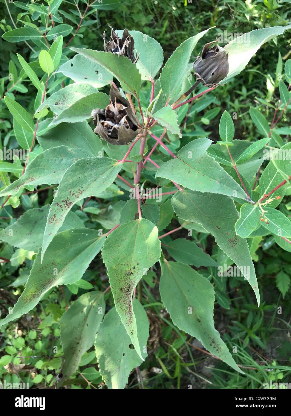 swamp rose mallow (Hibiscus moscheutos) Plantae Stock Photo - Alamy