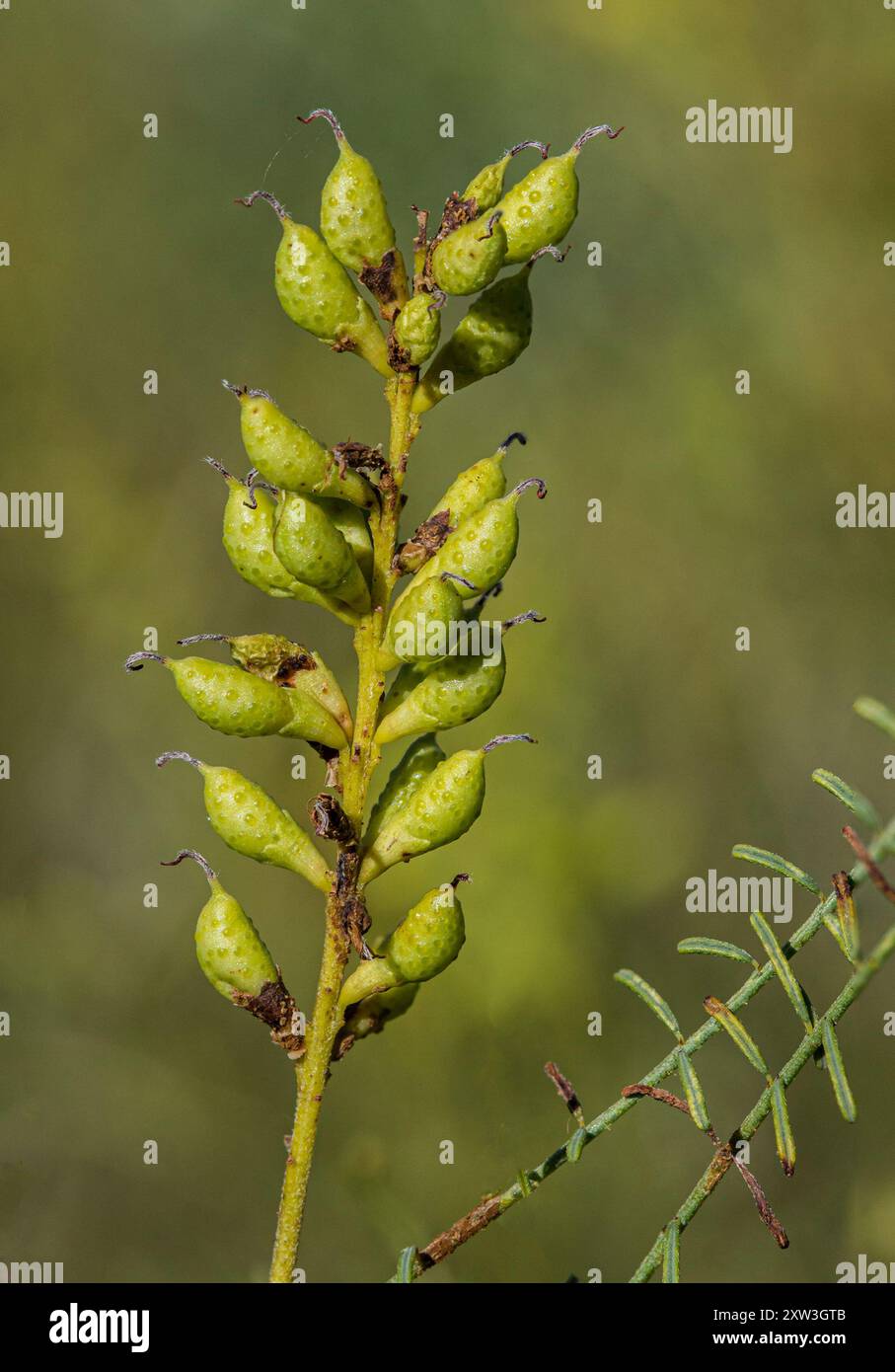 Common Dunebroom (Parryella filifolia) Plantae Stock Photo - Alamy
