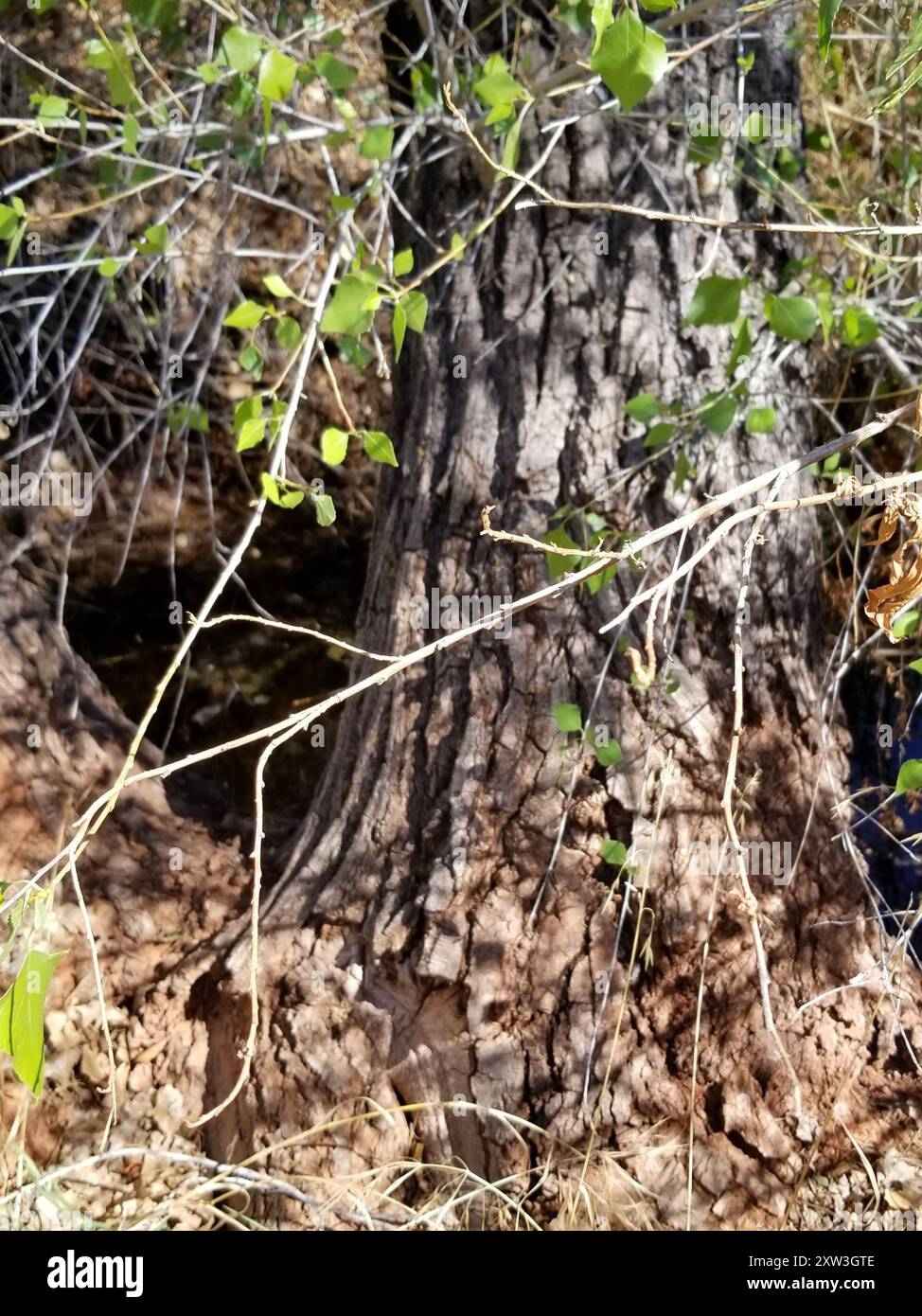 Fremont Cottonwood (Populus fremontii) Plantae Stock Photo - Alamy
