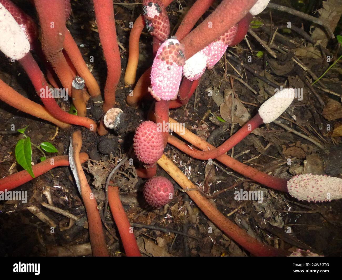 spike-of-dragon (Helosis cayennensis) Plantae Stock Photo - Alamy