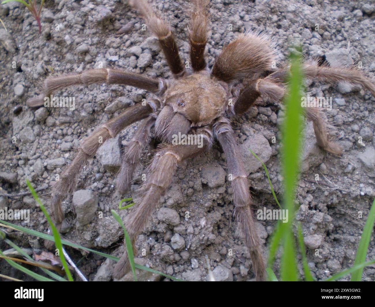Desert Tarantula (Aphonopelma iodius) Arachnida Stock Photo - Alamy
