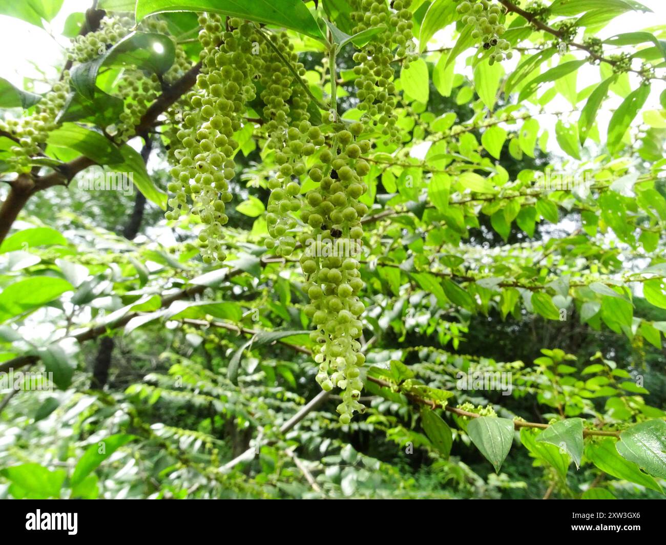 Fiveleaf Yam (Dioscorea pentaphylla) Plantae Stock Photo - Alamy