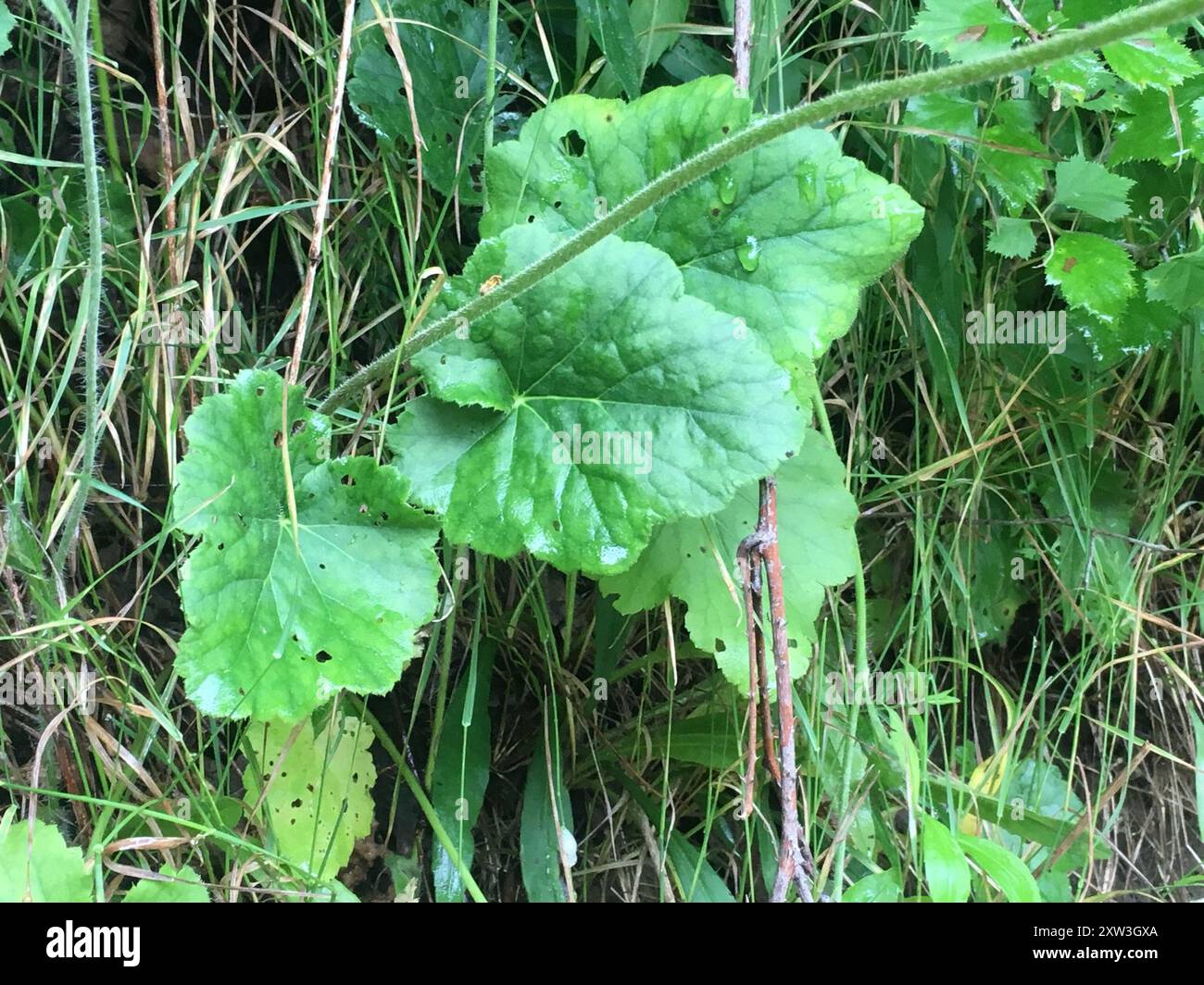 American alumroot (Heuchera americana) Plantae Stock Photo - Alamy