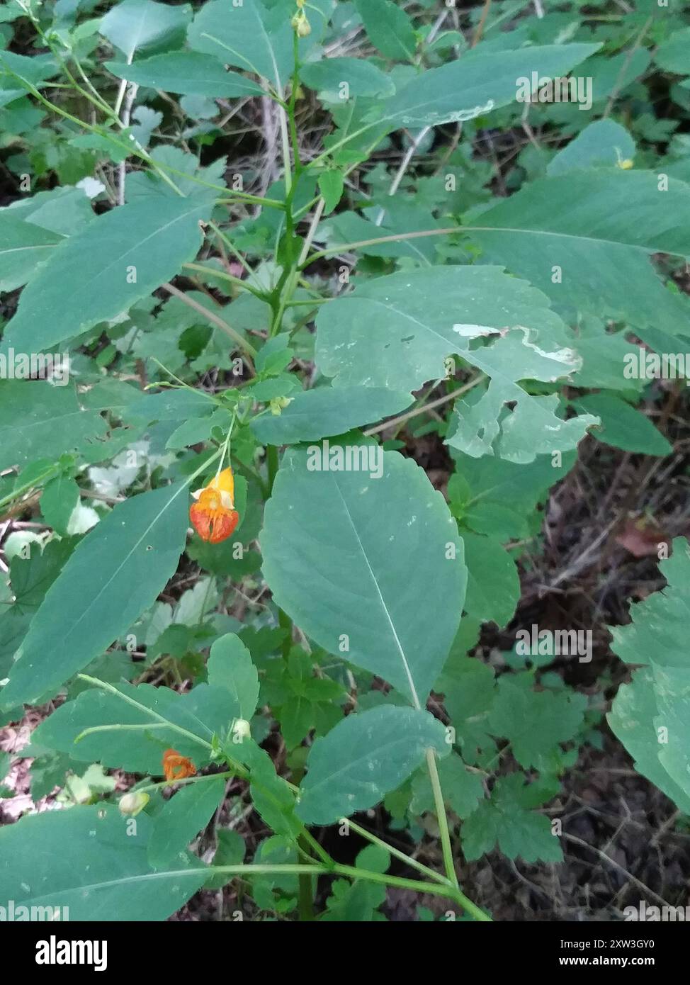 common jewelweed (Impatiens capensis) Plantae Stock Photo - Alamy