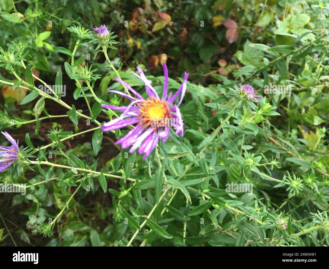 asters and allies (Astereae) Plantae Stock Photo - Alamy