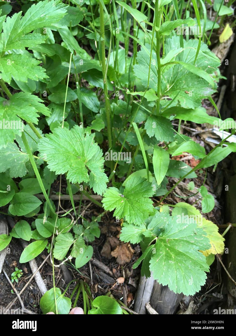 Large-leaved Avens (Geum macrophyllum) Plantae Stock Photo - Alamy