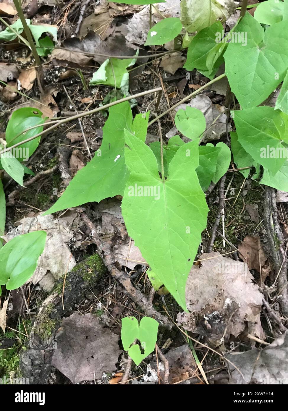 tall rattlesnake root (Nabalus altissimus) Plantae Stock Photo - Alamy