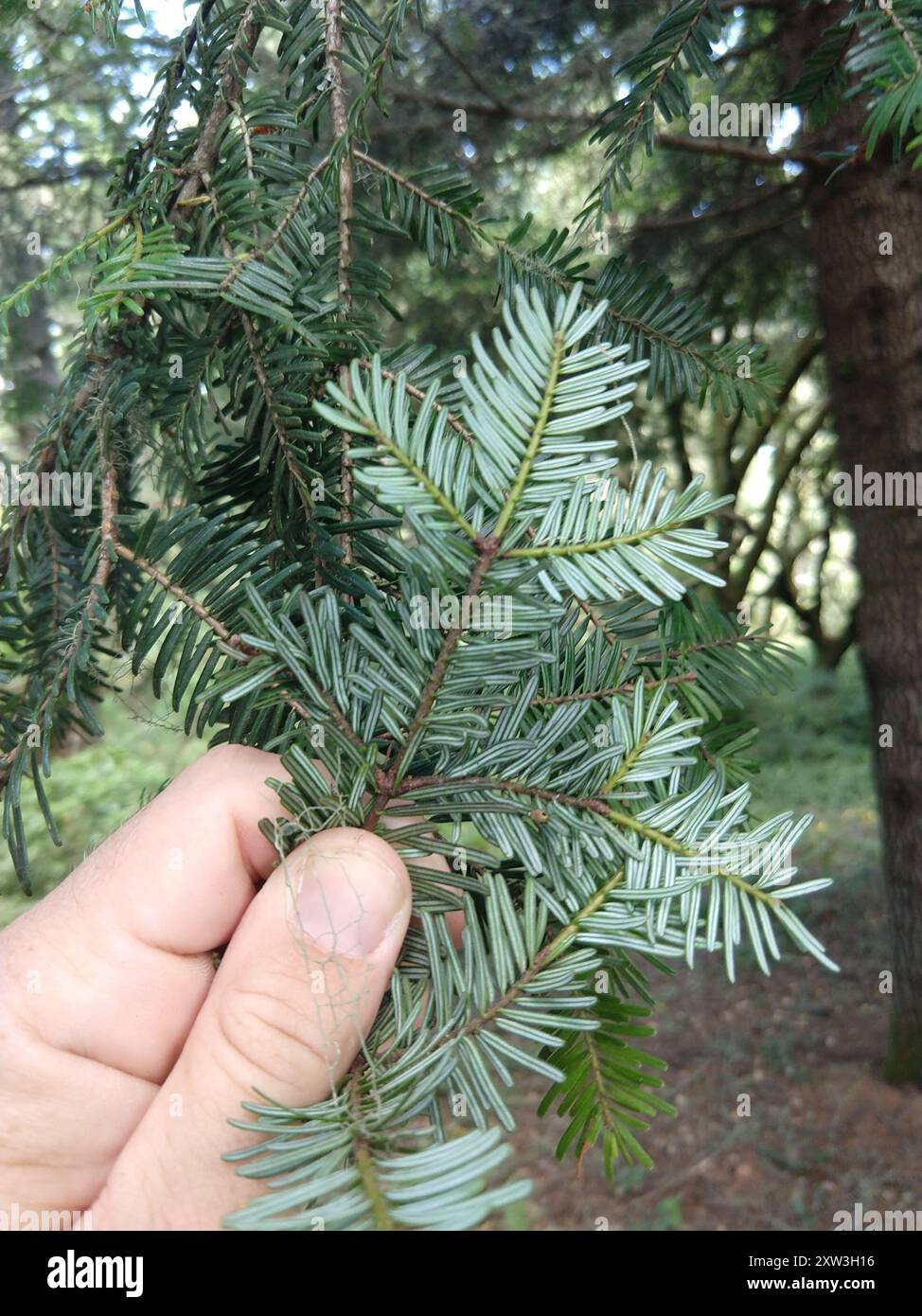 grand fir (Abies grandis) Plantae Stock Photo - Alamy