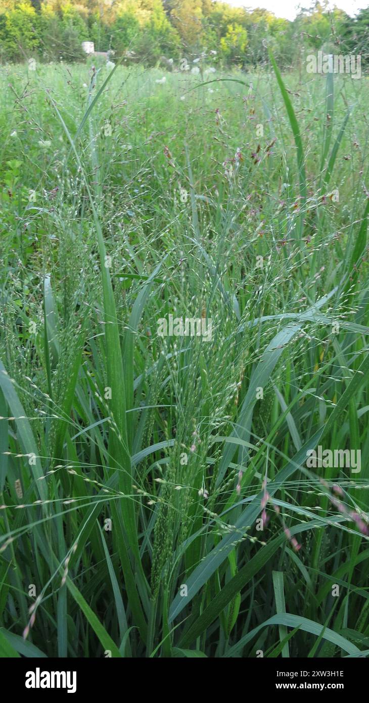 switchgrass (Panicum virgatum) Plantae Stock Photo - Alamy