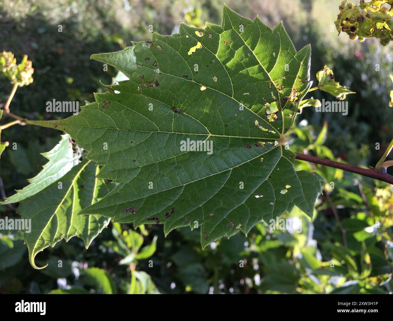 riverbank grape (Vitis riparia) Plantae Stock Photo - Alamy