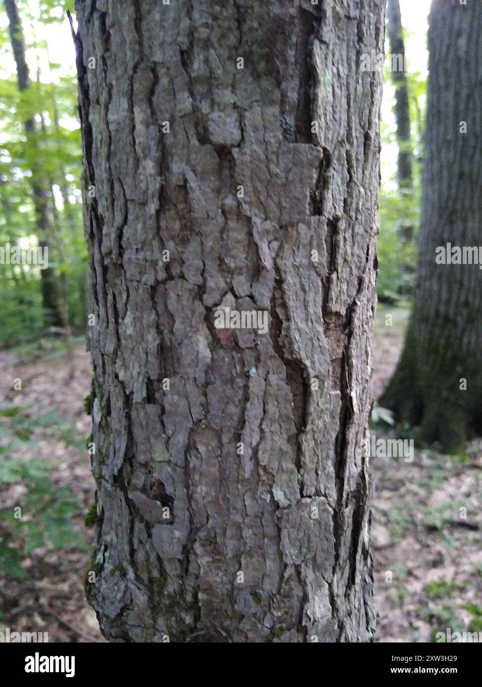 Freeman's Maple (Acer × freemanii) Plantae Stock Photo - Alamy