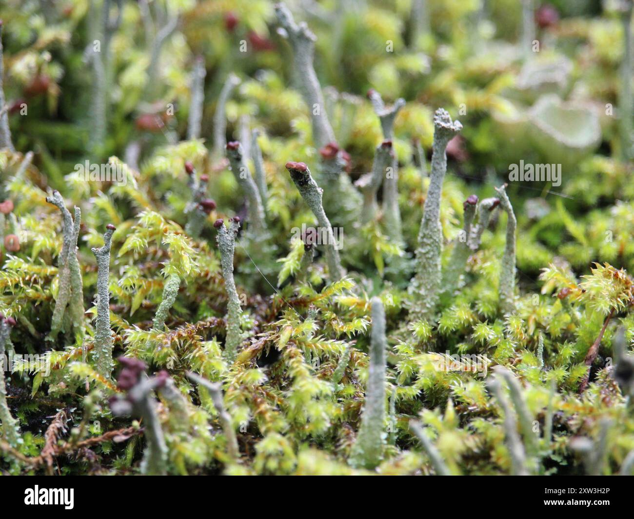 British soldier lichen (Cladonia cristatella) Fungi Stock Photo - Alamy