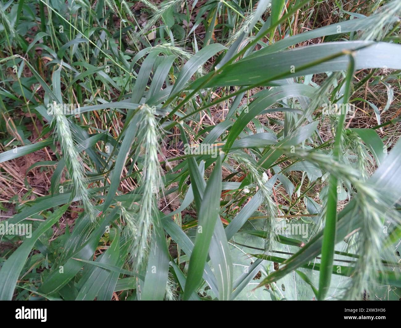 Wild Ryes and Wheatgrasses (Elymus) Plantae Stock Photo - Alamy
