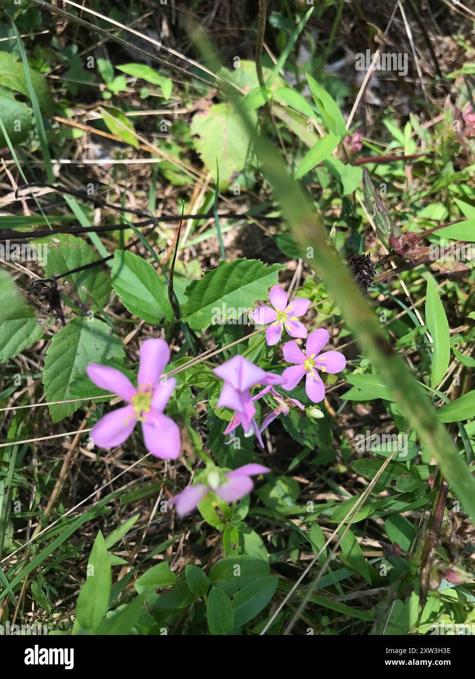 Rosepink (Sabatia angularis) Plantae Stock Photo - Alamy