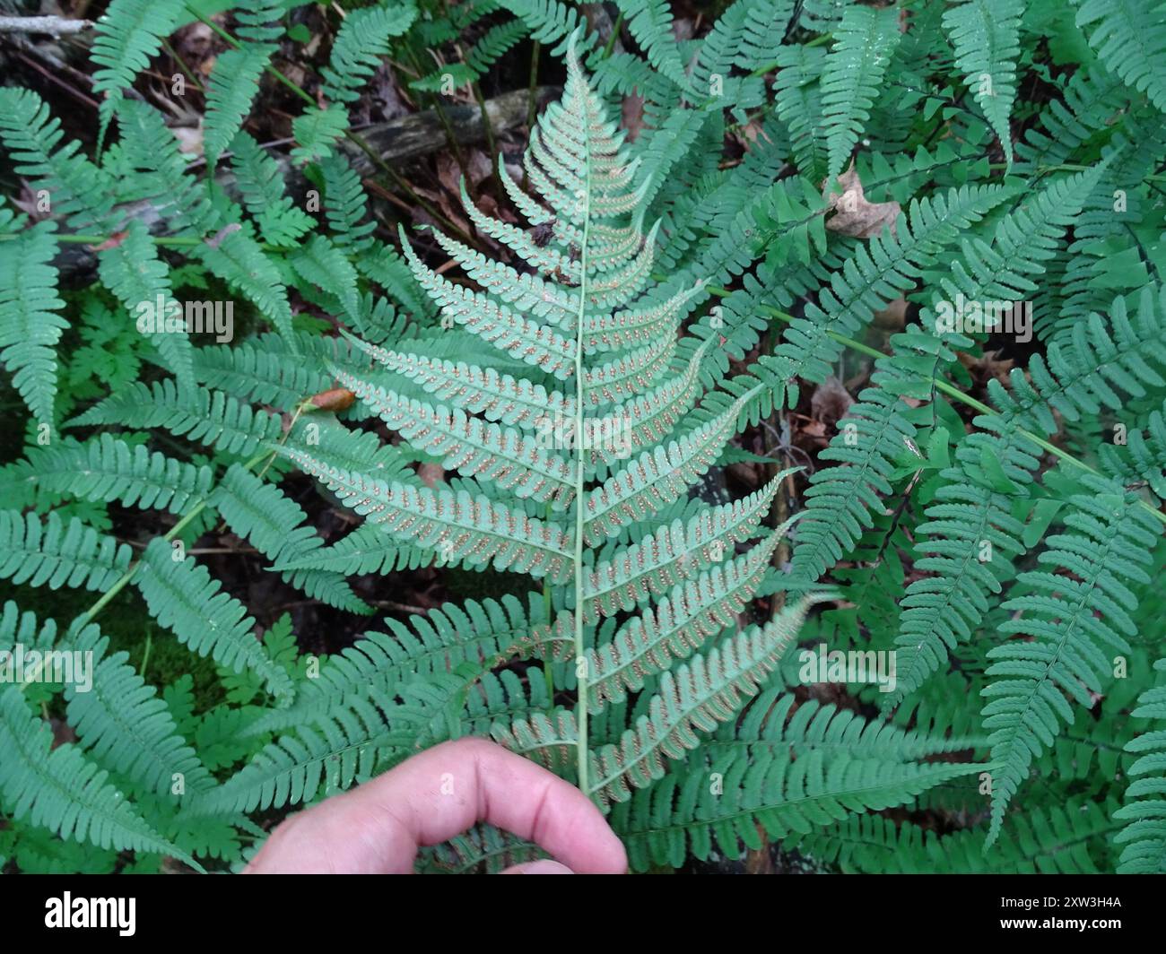 marginal wood fern (Dryopteris marginalis) Plantae Stock Photo - Alamy