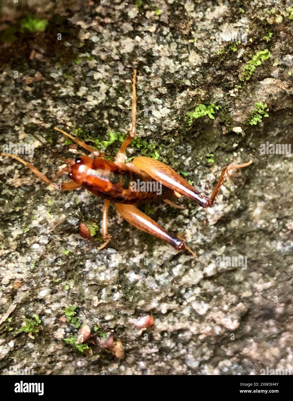 Camel Crickets (Ceuthophilus) Insecta Stock Photo - Alamy