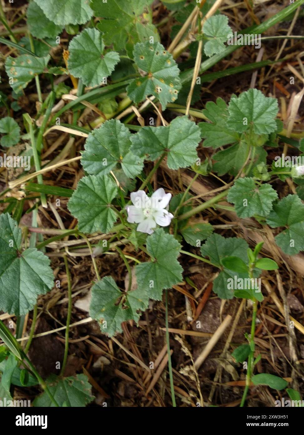 dwarf mallow (Malva neglecta) Plantae Stock Photo - Alamy