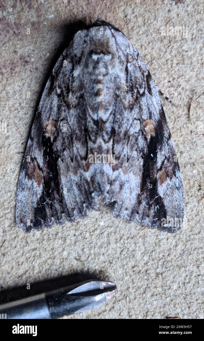 Sad Underwing (Catocala maestosa) Insecta Stock Photo - Alamy