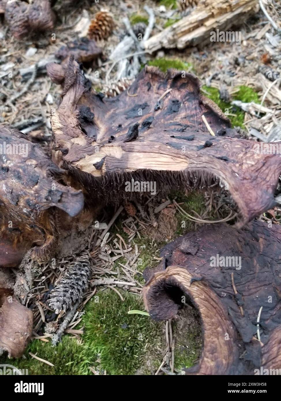 shingled hedgehog (Sarcodon imbricatus) Fungi Stock Photo - Alamy