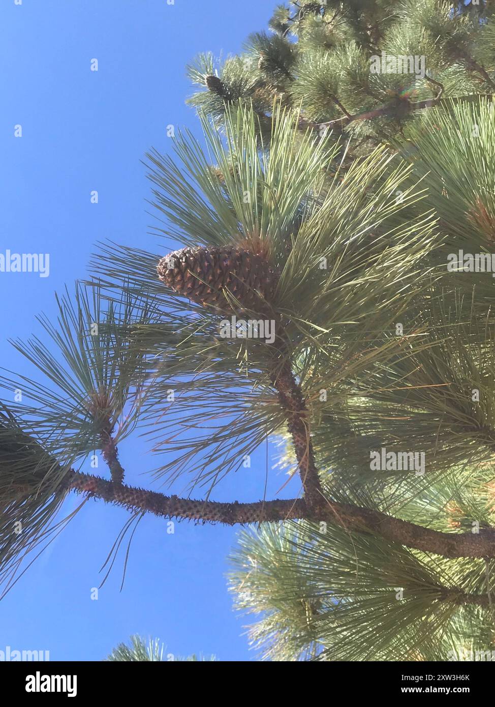 Jeffrey pine (Pinus jeffreyi) Plantae Stock Photo - Alamy