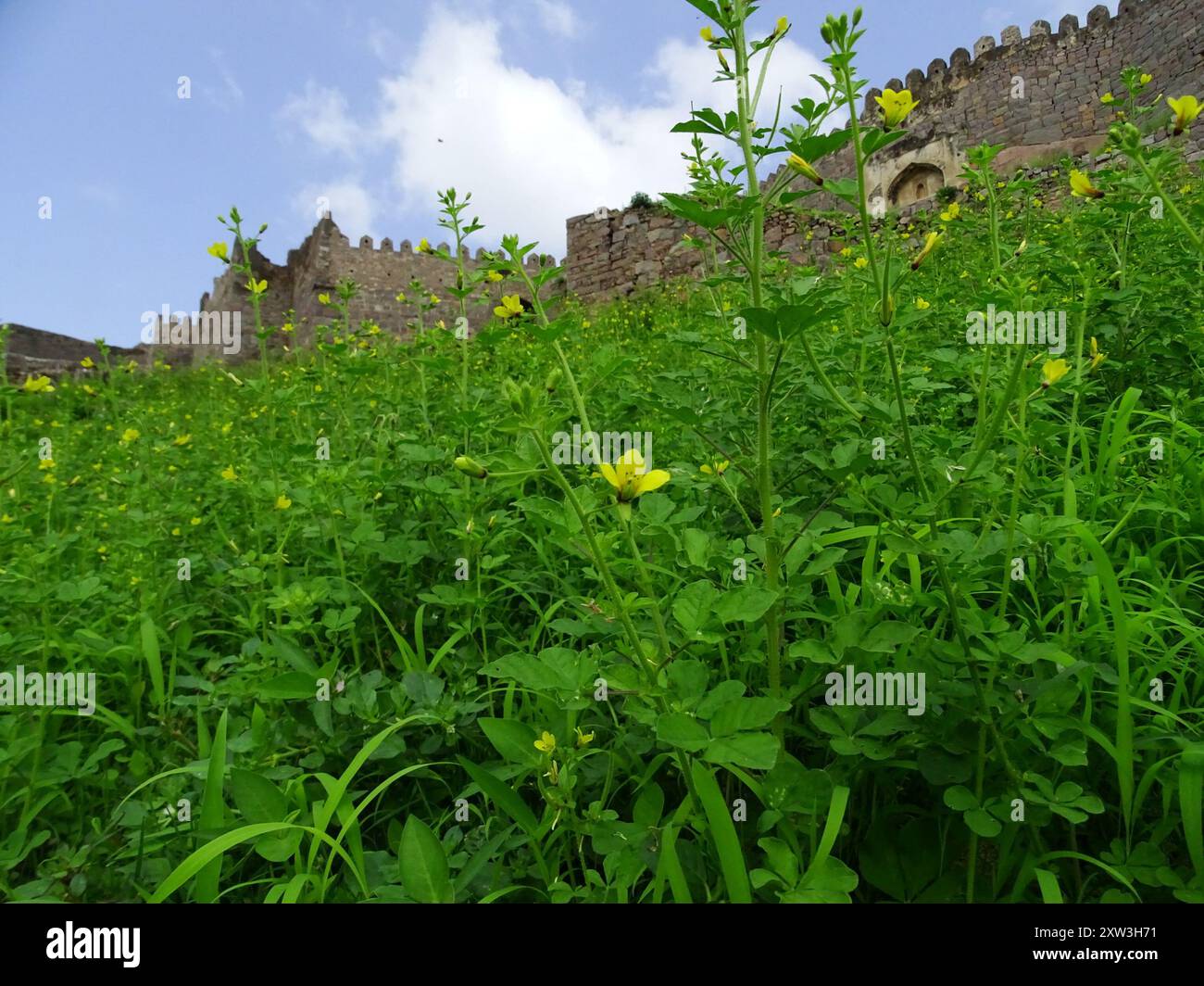 Asian spiderflower (Cleome viscosa) Plantae Stock Photo - Alamy